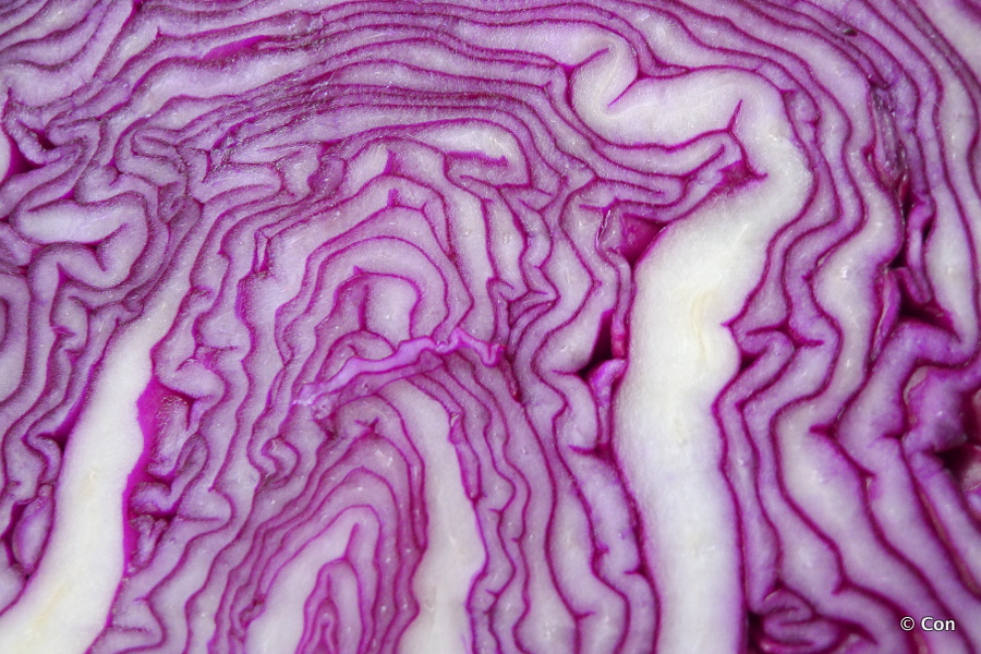 Rode kool ovenschotel met knolselderijpuree - Con-serveert